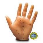 Acupuncture Hand Model - Wood Library-Museum of Anesthesiology